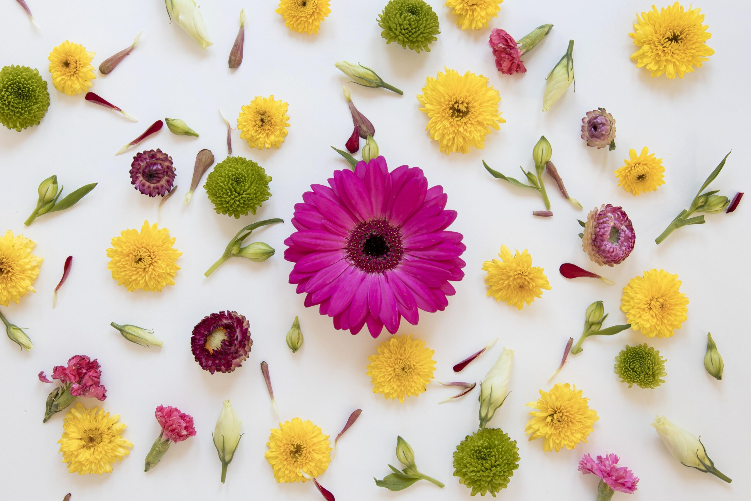 10 flowers to grow in August in India - TheFlowersPoint